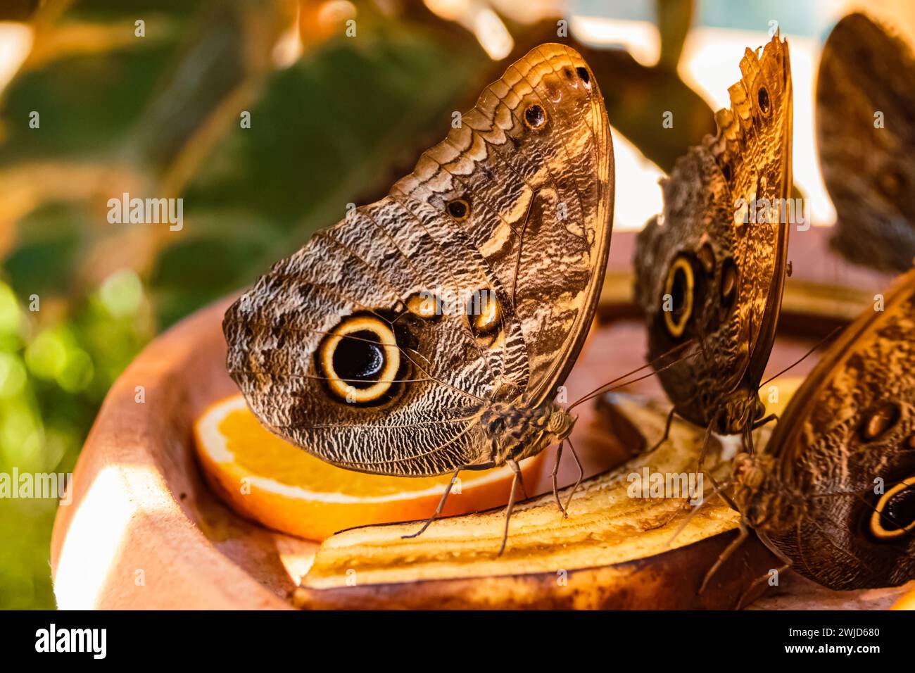 Schmetterlinge hintergrund hi-res stock photography and images - Alamy