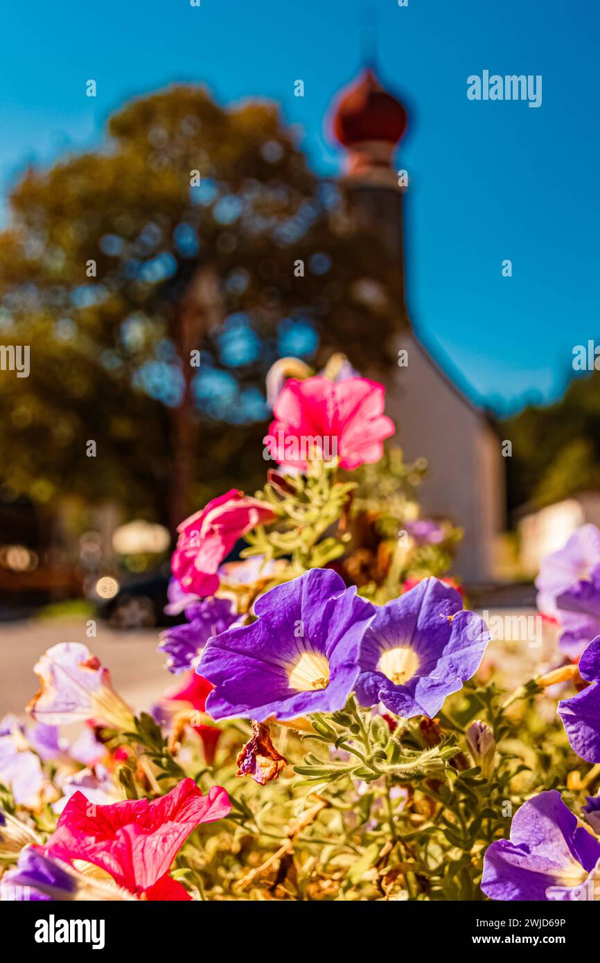 Beautiful alpine flowers at the famous Highline 179 suspension bridge ...