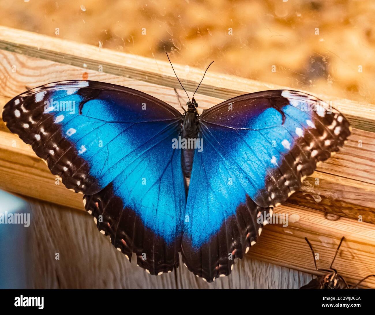 Macro of Morpho helenor, Helenor blue morpho butterfly, on a sunny ...