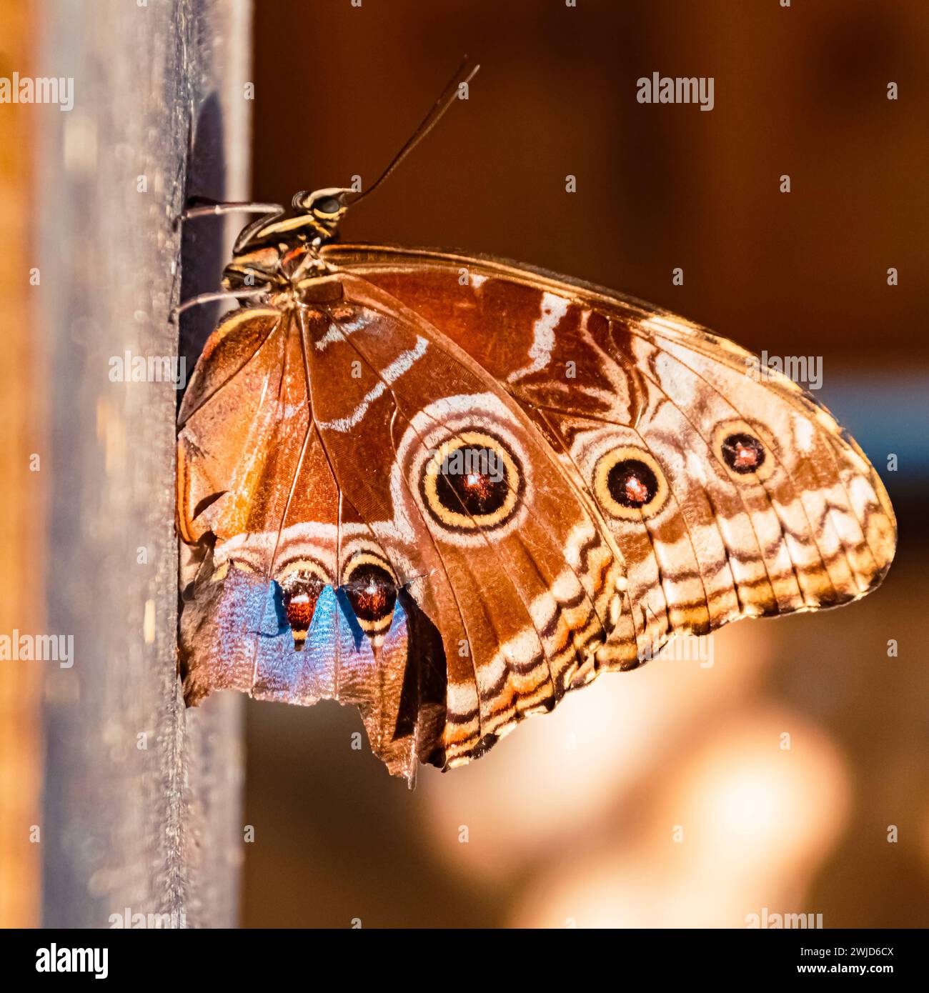 Macro of Morpho helenor, Helenor blue morpho butterfly, on a sunny summer day Morpho helenor ax ...