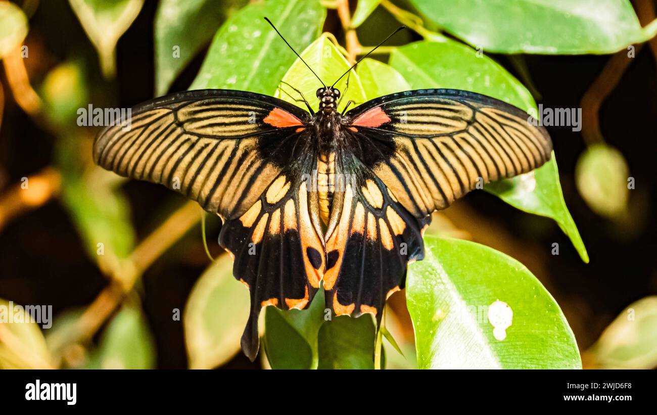 Mormonin hi-res stock photography and images - Alamy