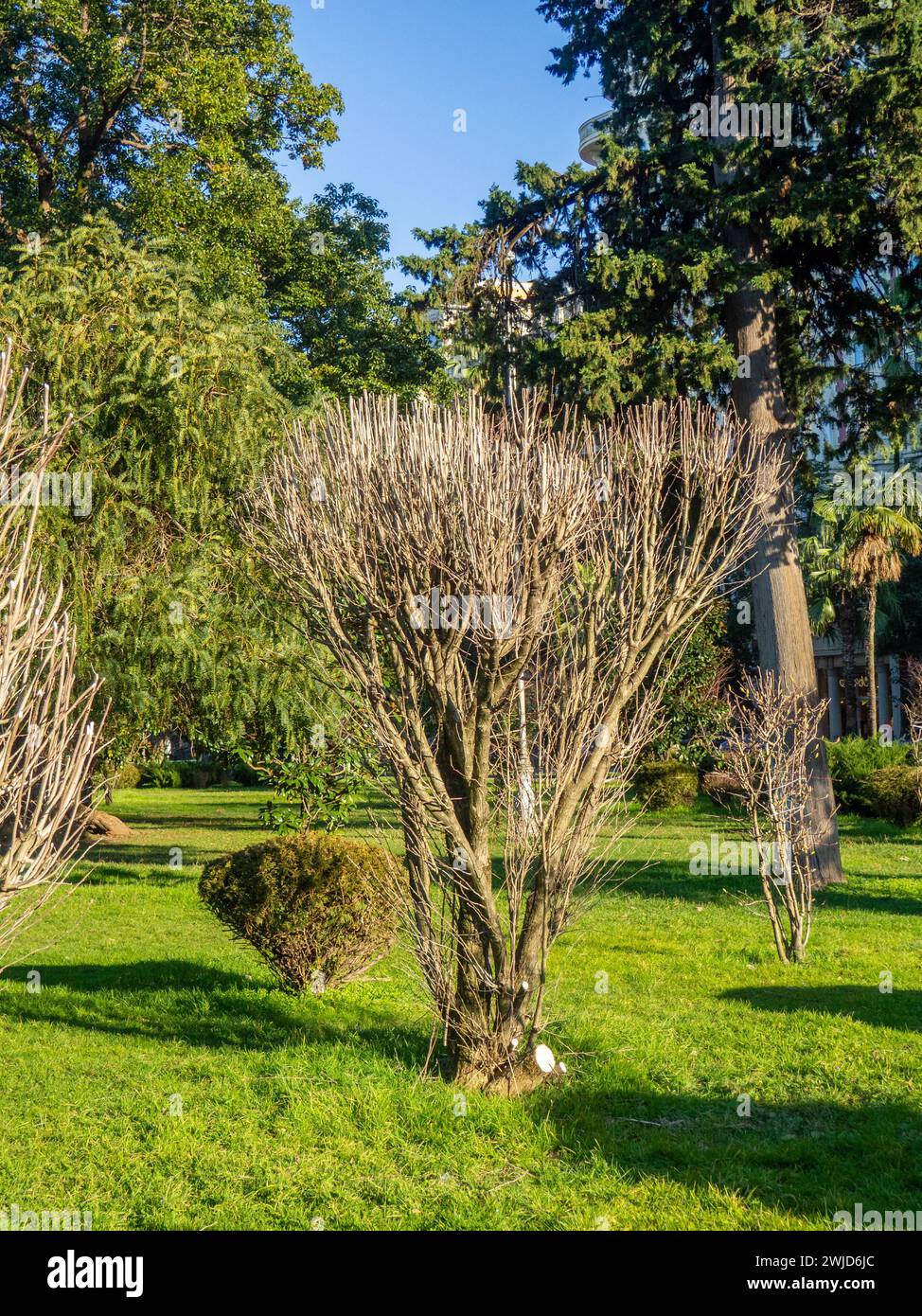 Bush without leaves with pruned branches in a green park. One plant ...