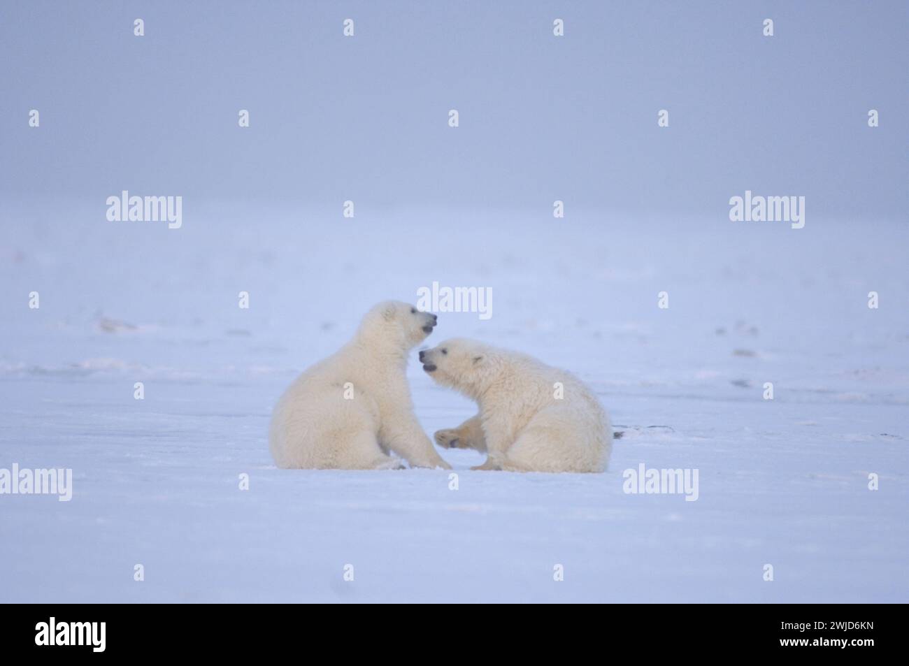 polar bears, Ursus maritimus, spring cubs play vigorously on newly ...