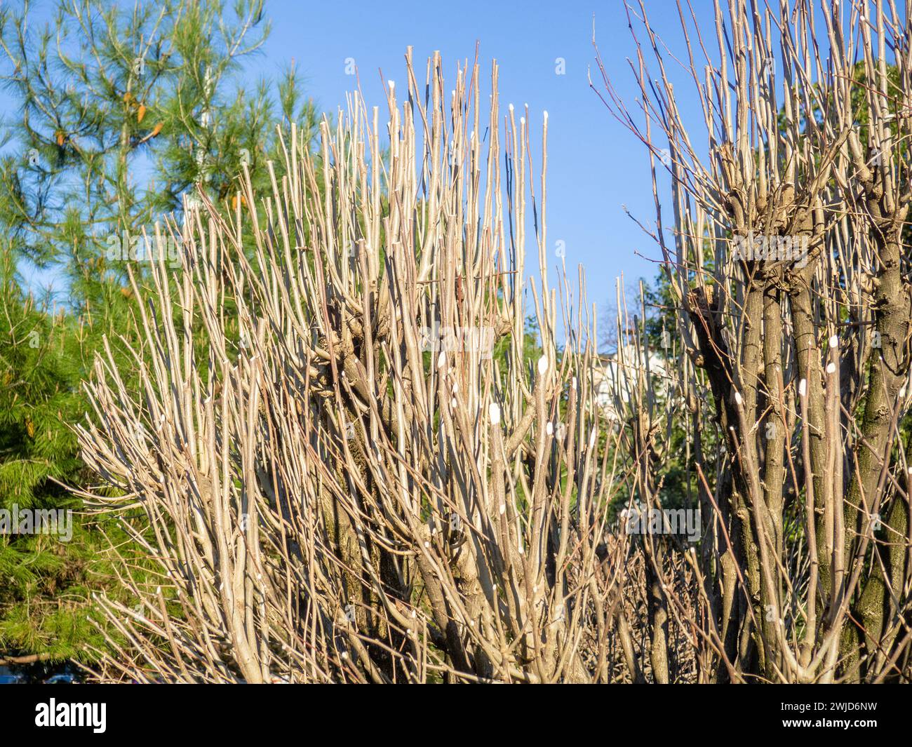 Bush without leaves with pruned branches in a green park. One plant ...