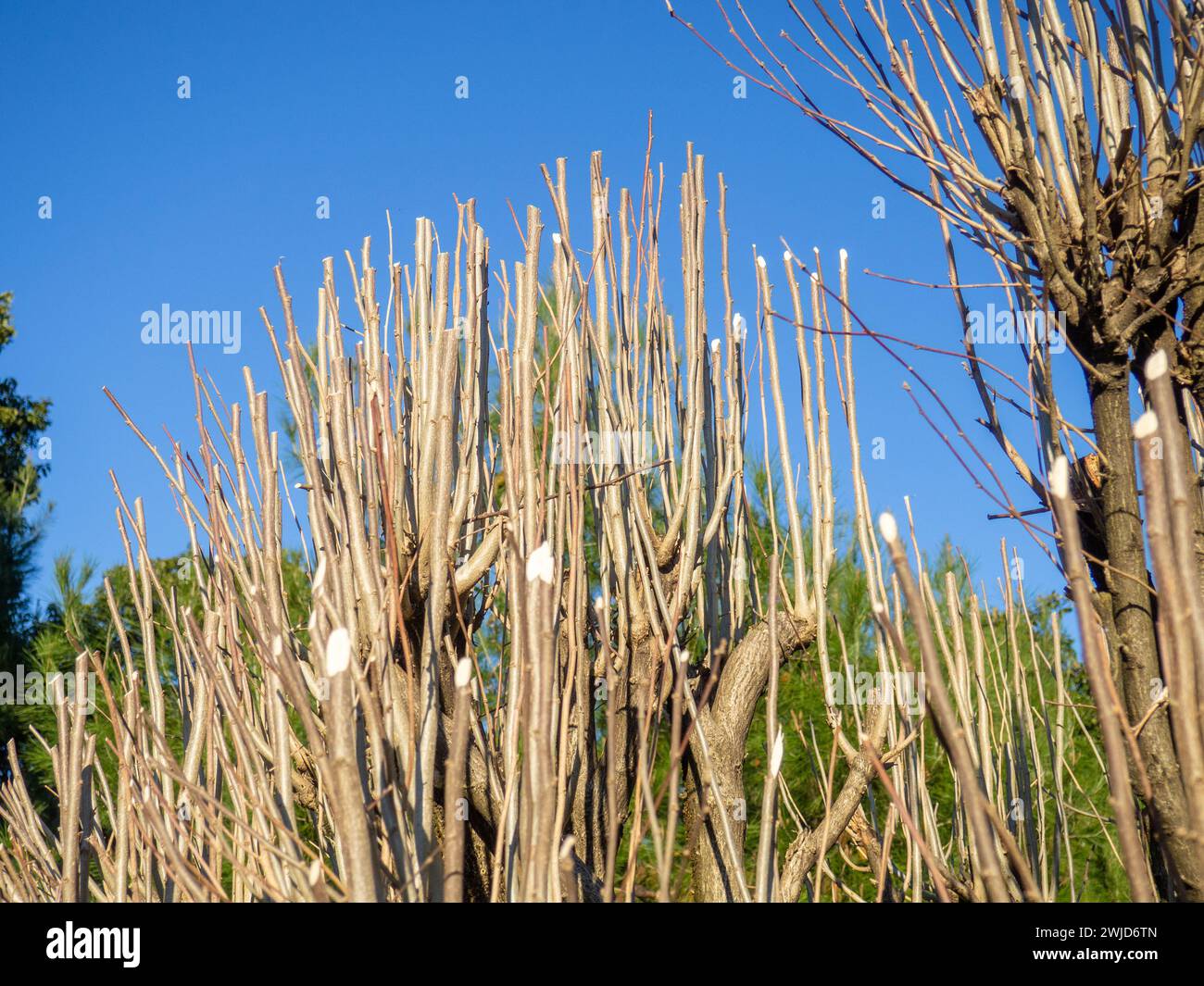 Bush without leaves with pruned branches in a green park. One plant ...