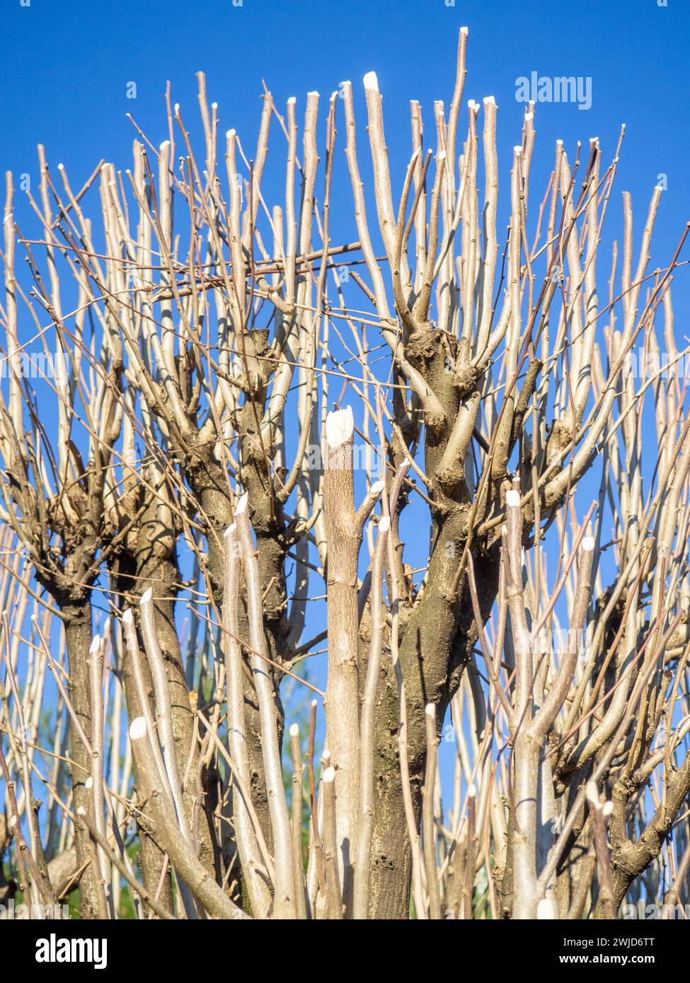 Bush without leaves with pruned branches in a green park. One plant ...