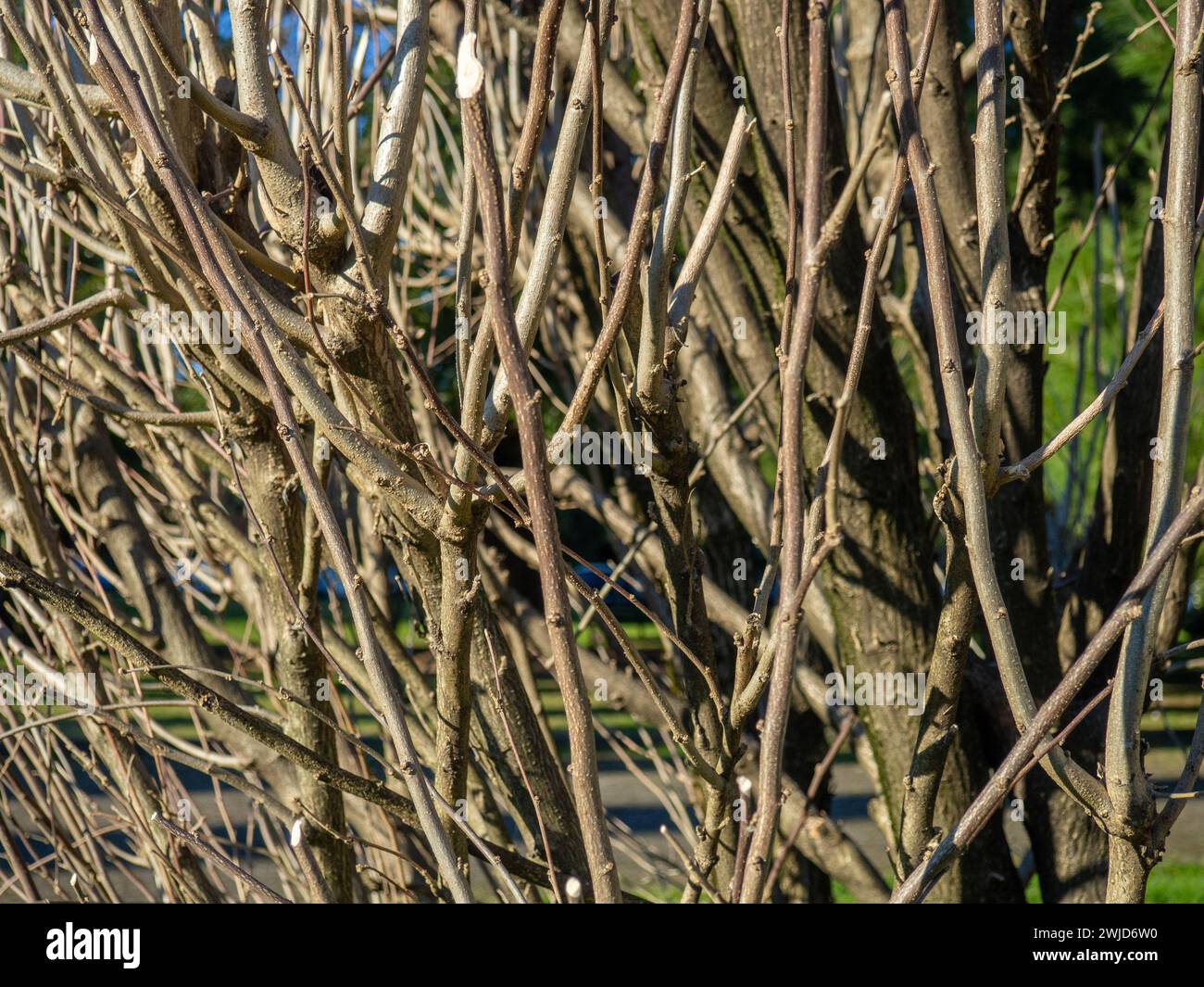 Bush without leaves with pruned branches in a green park. One plant ...