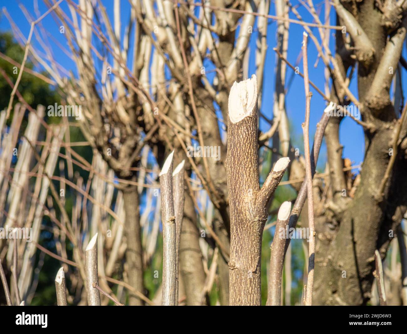 Bush without leaves with pruned branches in a green park. One plant ...
