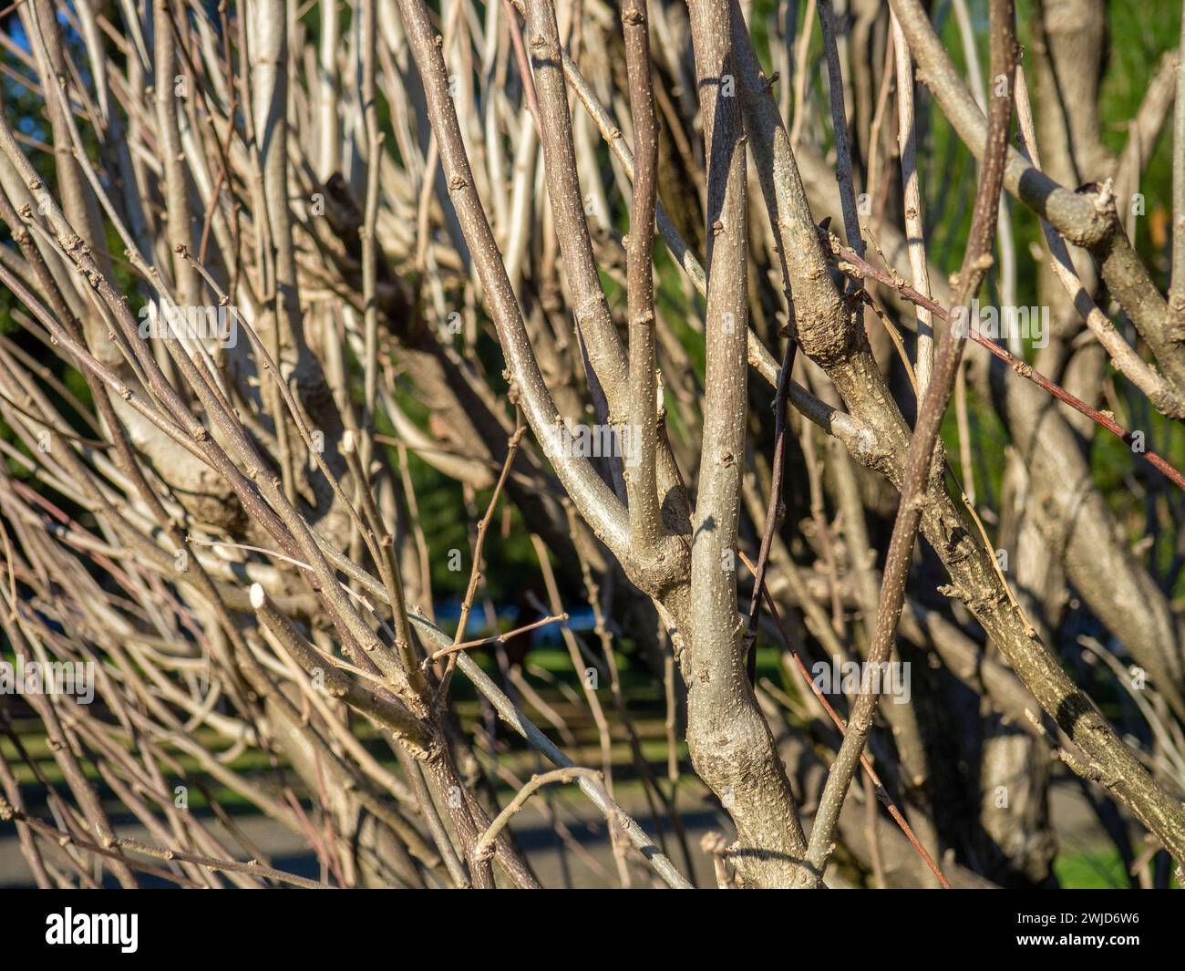 Bush without leaves with pruned branches in a green park. One plant ...