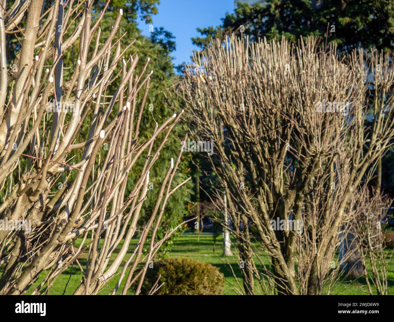 Bush without leaves with pruned branches in a green park. One plant ...
