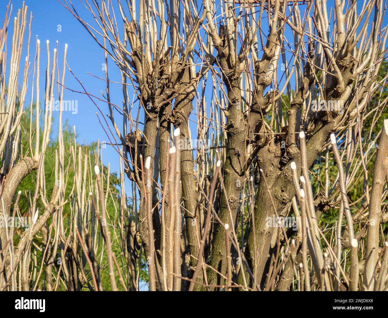Bush without leaves with pruned branches in a green park. One plant ...