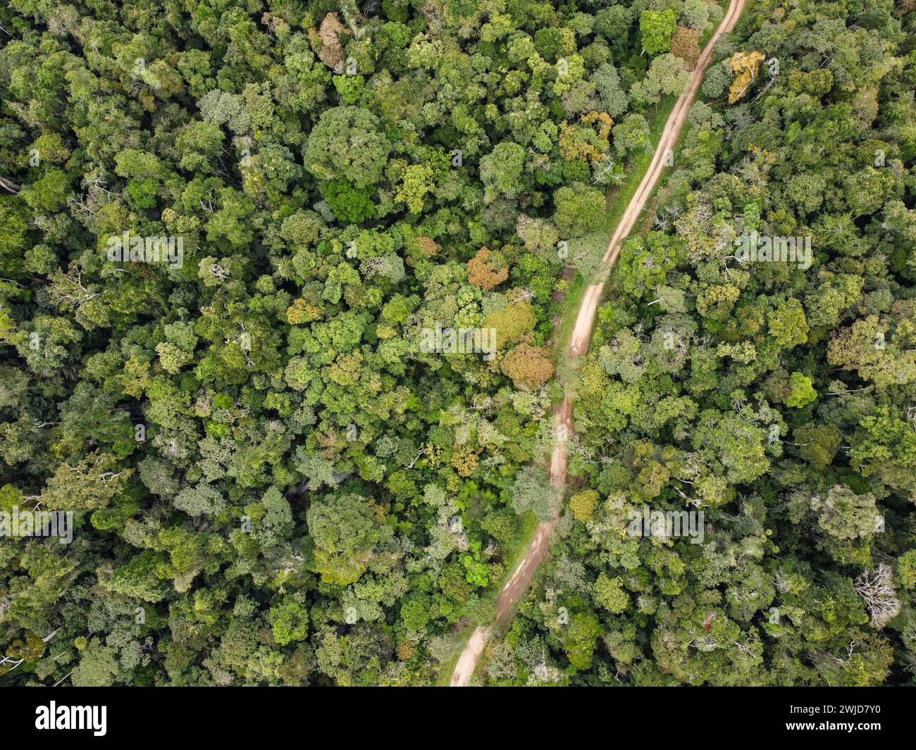 Road in the jungle, Madagascar Stock Photo - Alamy