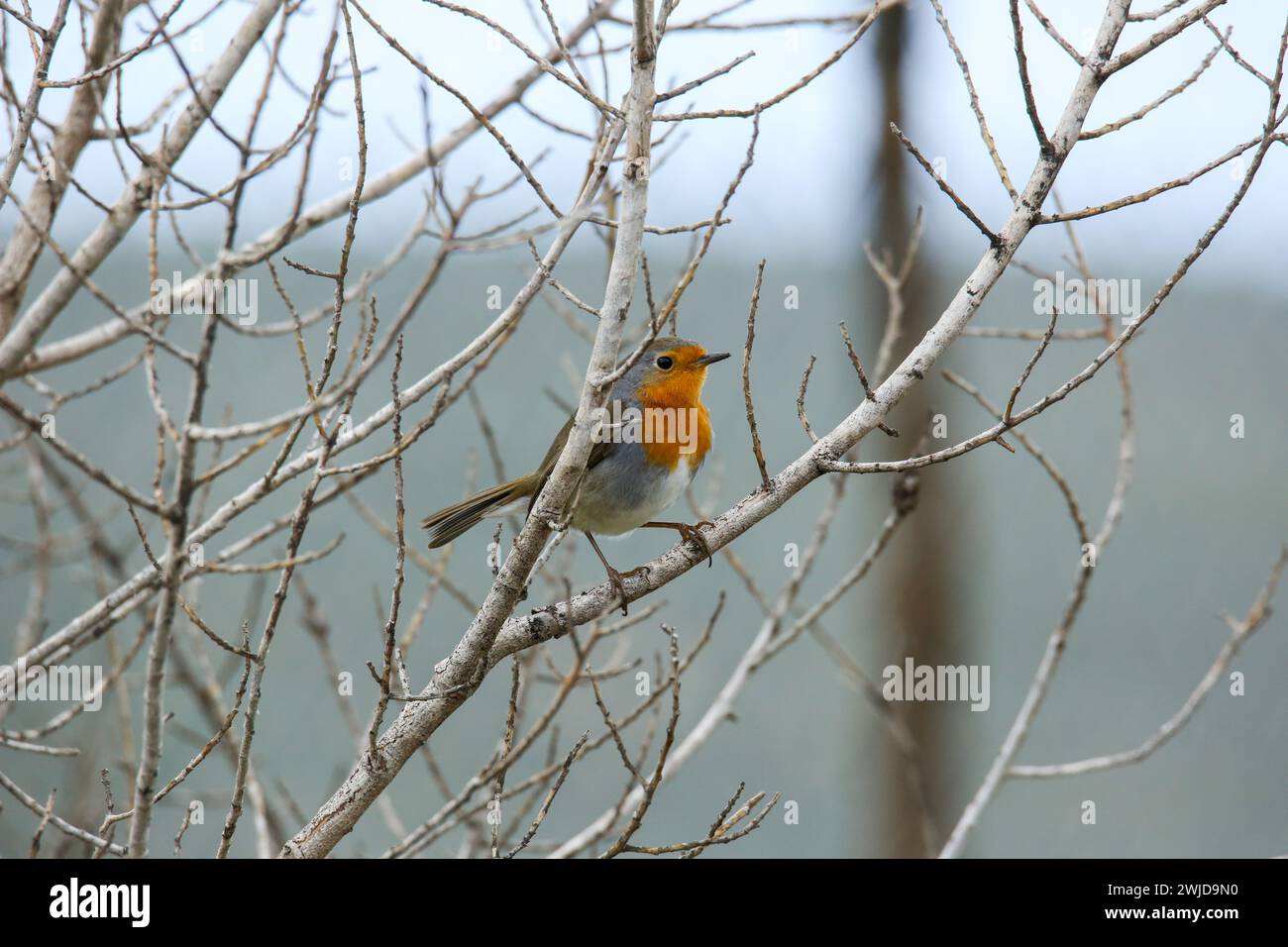 Robin bird european robin hi-res stock photography and images - Alamy