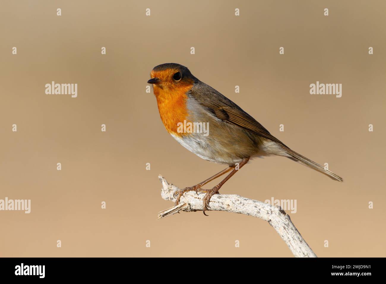 Robin bird european robin hi-res stock photography and images - Alamy