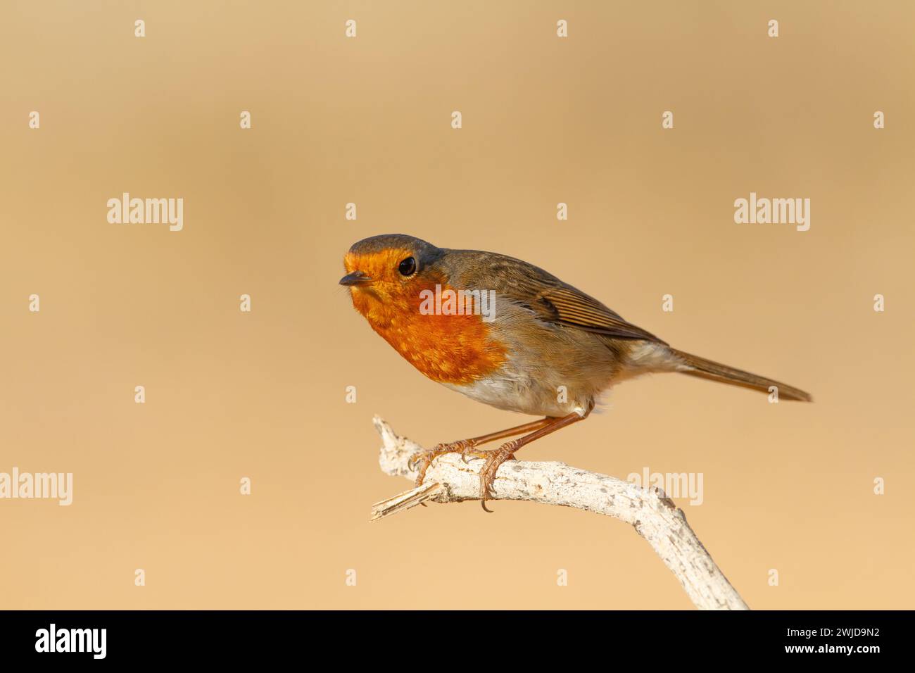 Robin bird european robin hi-res stock photography and images - Alamy