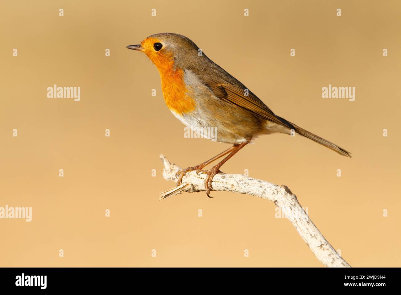 Robin bird european robin hi-res stock photography and images - Alamy