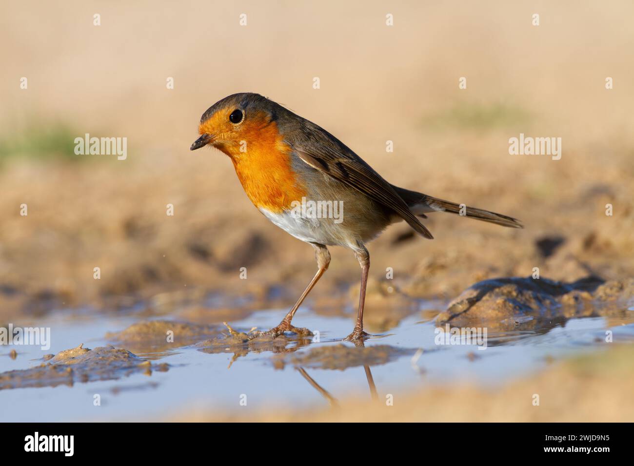 Robin european robin hi-res stock photography and images - Alamy