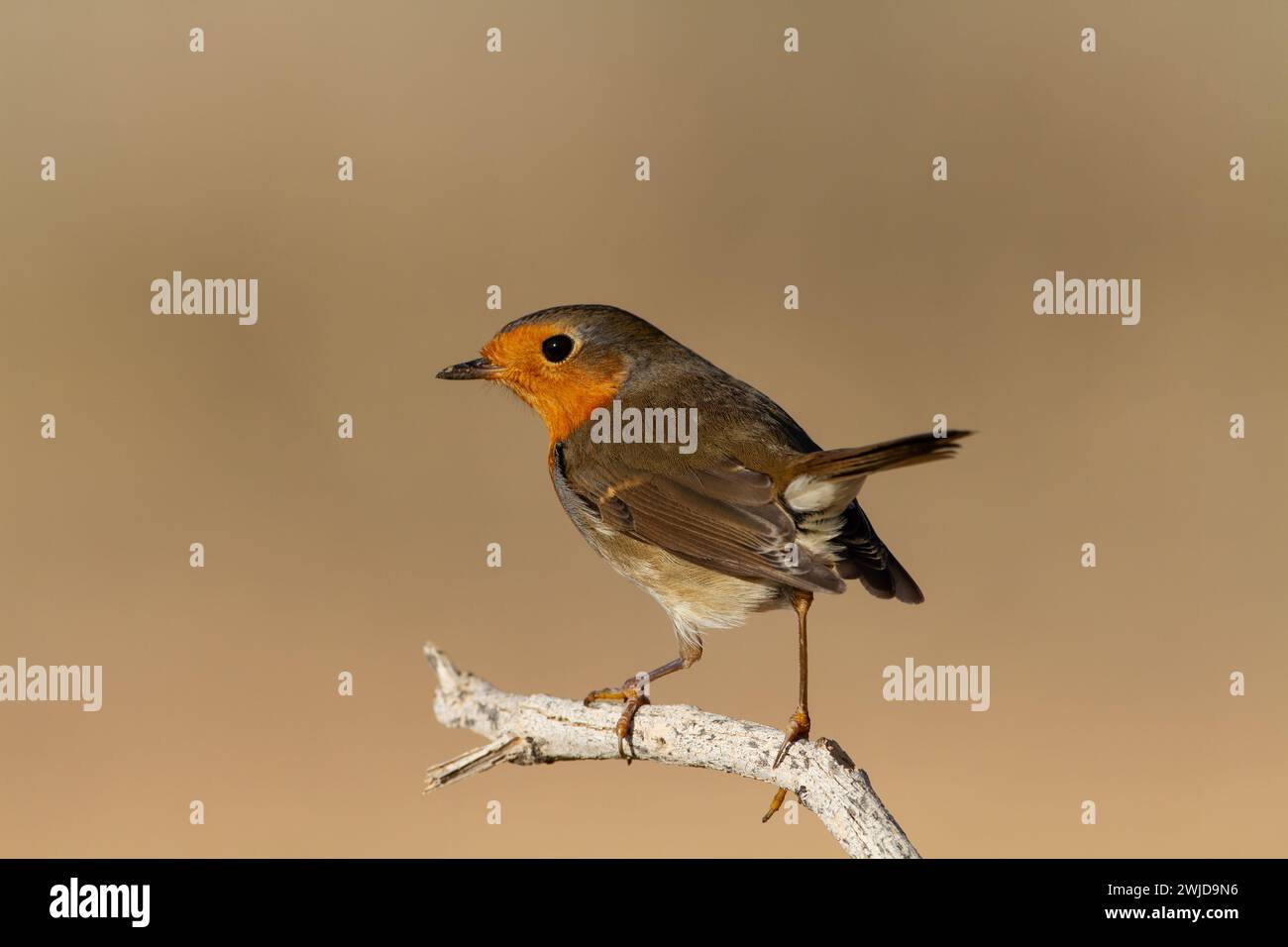 Robin bird european robin hi-res stock photography and images - Alamy