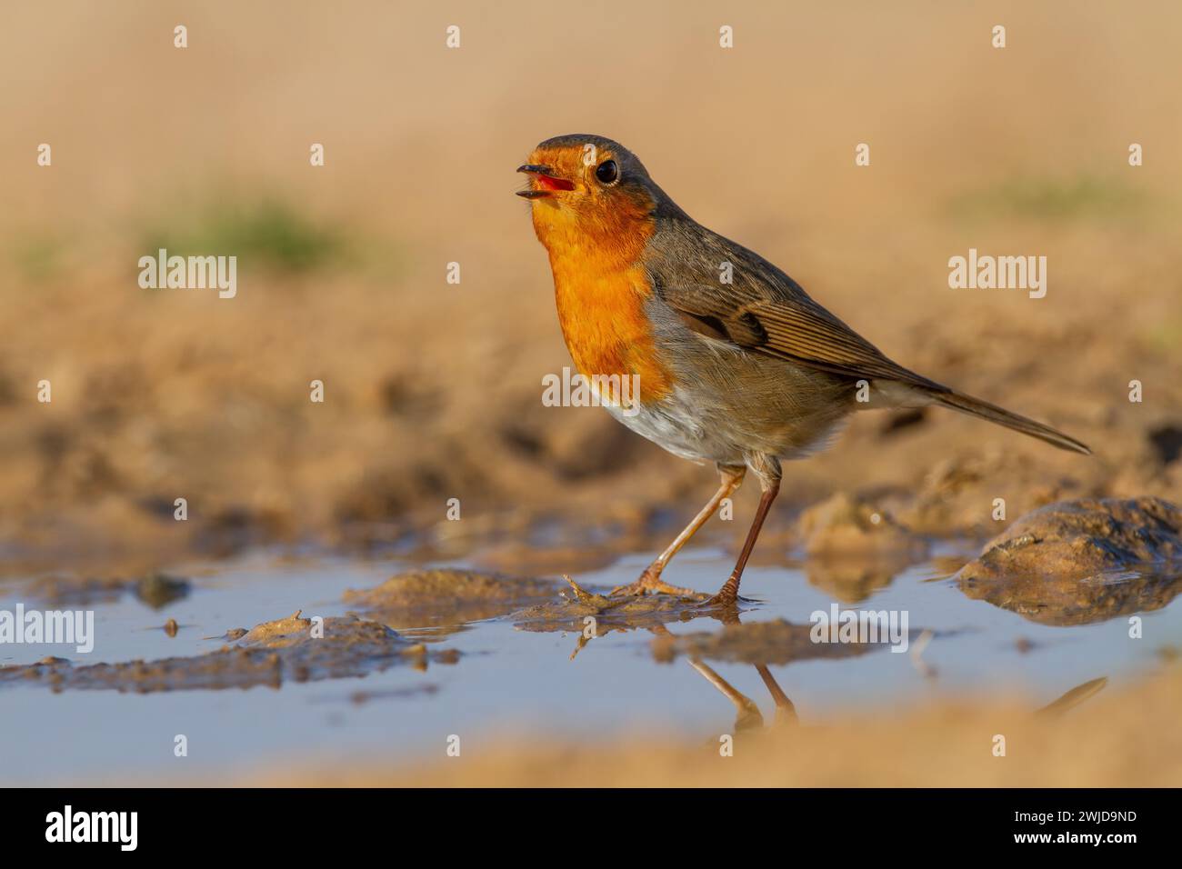 Robin european robin hi-res stock photography and images - Alamy