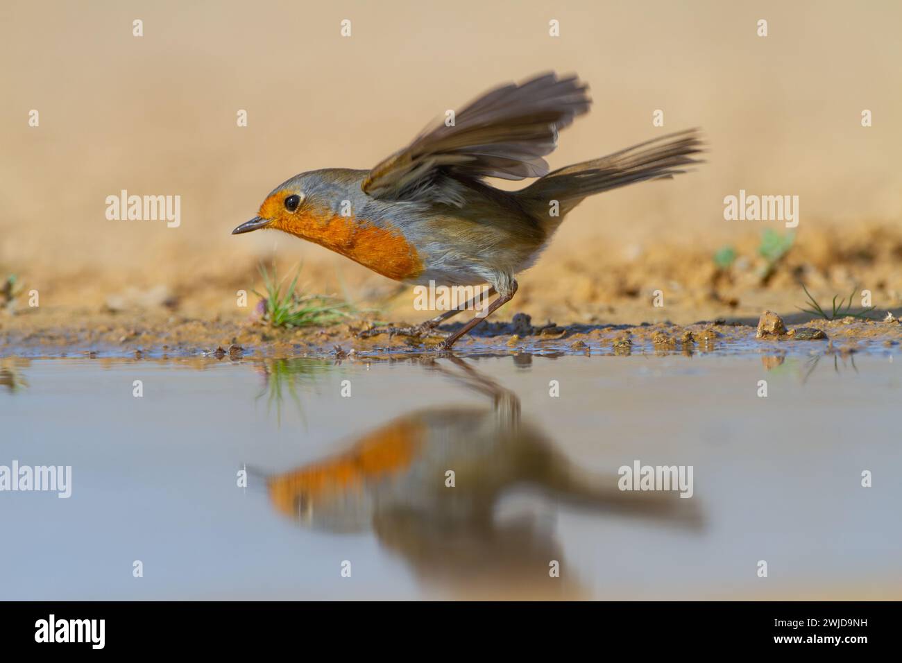 European robin bird hi-res stock photography and images - Alamy