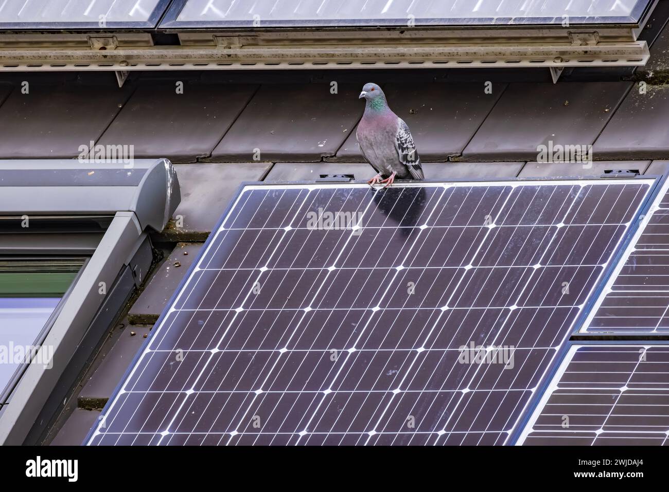 Solar system bird hi-res stock photography and images - Alamy