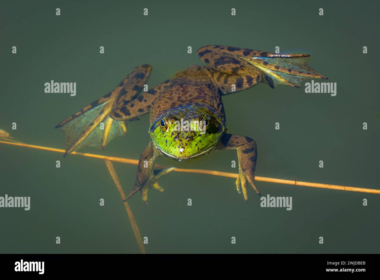 IMAGE- 7208732 American Bullfrog (Lithobates catesbeianus), floating in ...