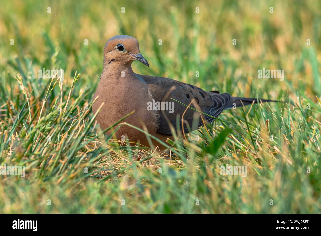 Mourning Dove (Zenaida macroura marginella) in backyard grass, morning ...