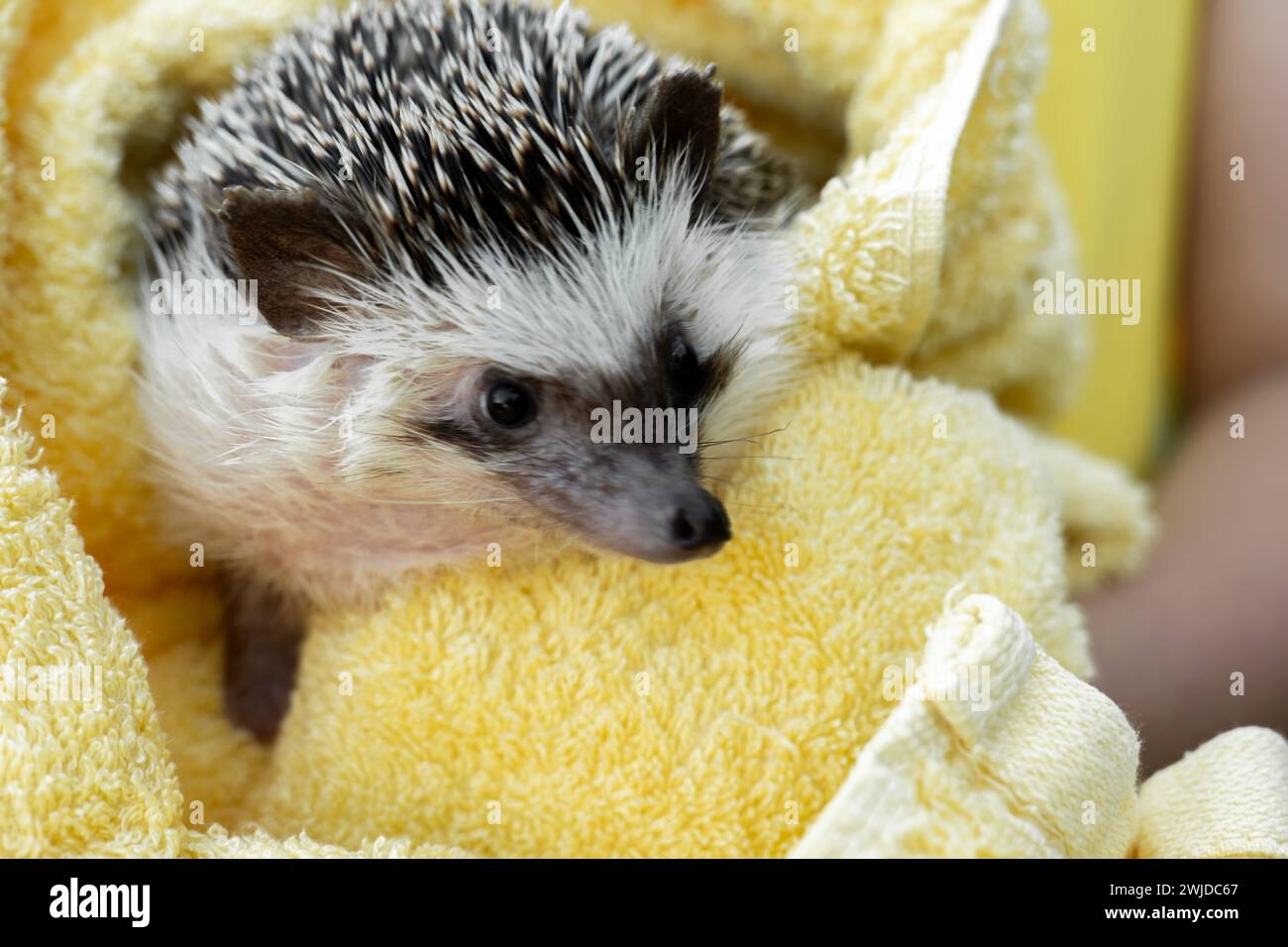 Hedgehog Hygiene. Hedgehog after bathing in a towel in the hands of a ...