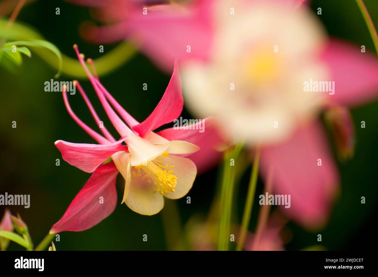 Columbine, Schreiners Iris Gardens, Keizer, Oregon Stock Photo - Alamy