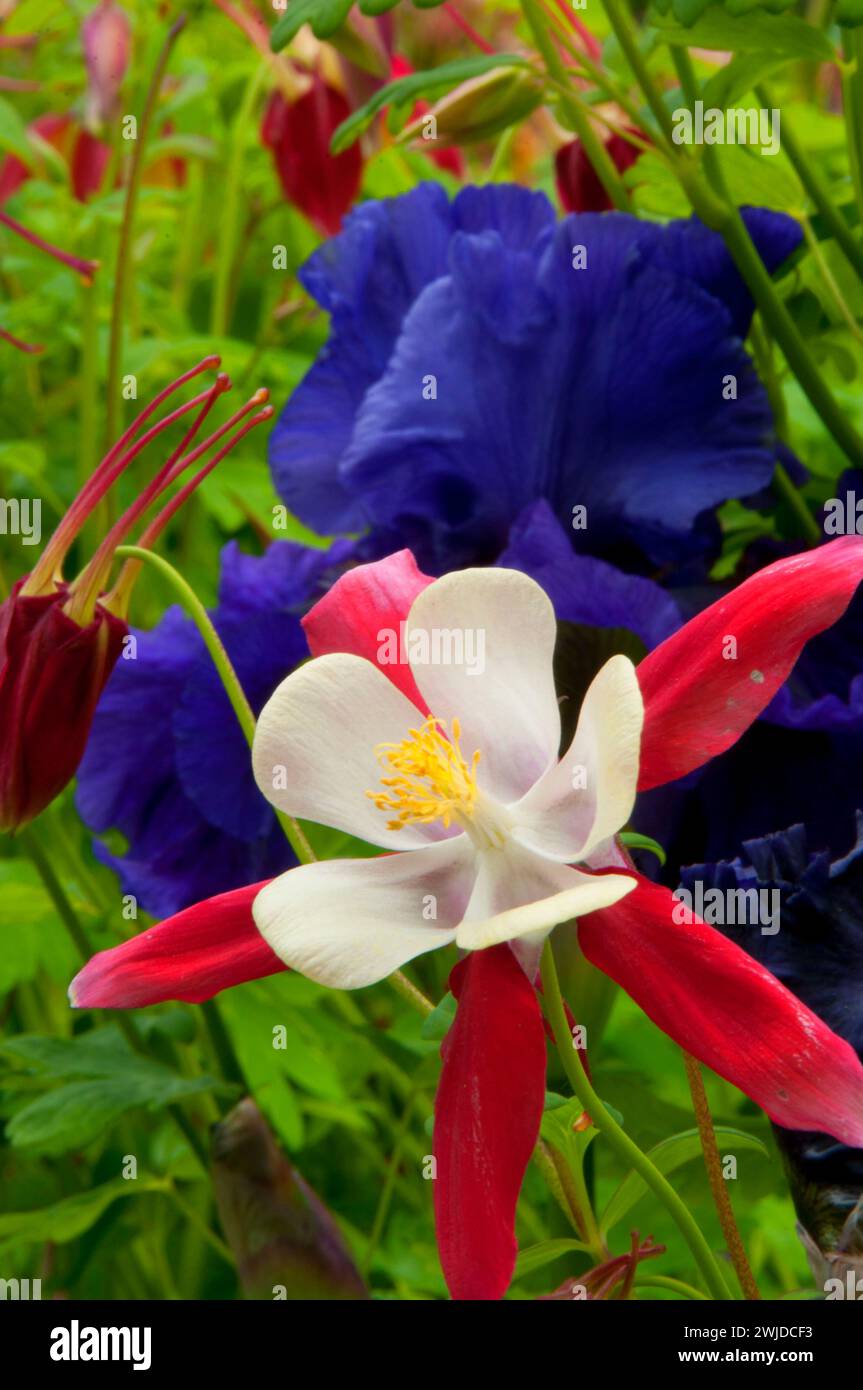 Columbine with evening tidings iris hi-res stock photography and images ...