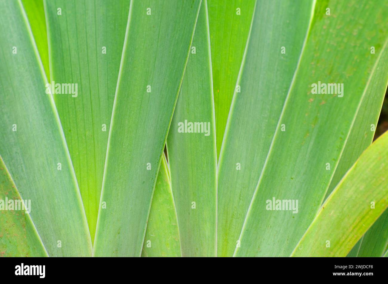 Iris leaves hi-res stock photography and images - Alamy