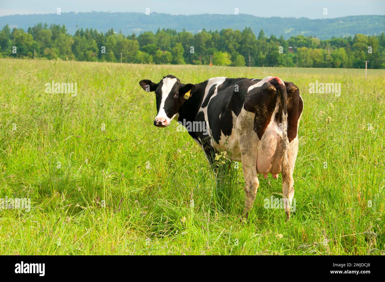 Dairy oregon hi-res stock photography and images - Alamy