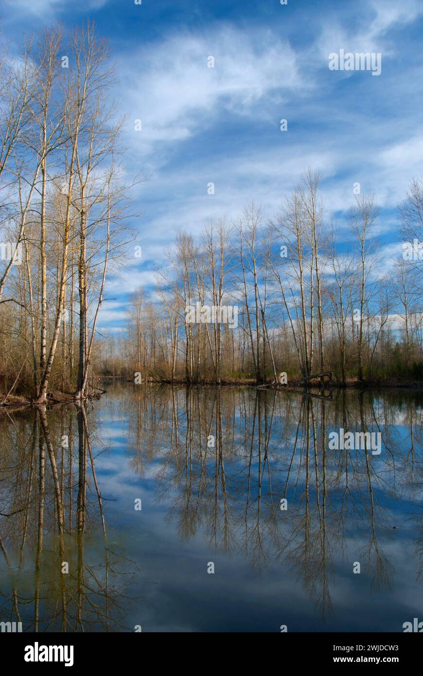 St Louis Ponds, St Louis Ponds Wildlife Area, Marion County, Oregon ...