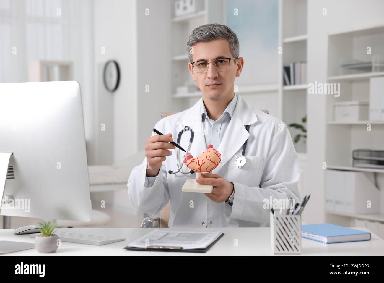 Gastroenterologist showing human stomach model at table in clinic Stock ...