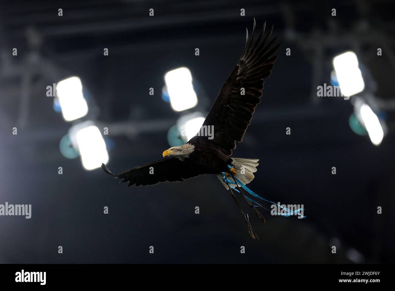 Rome, Italy. 14th Feb, 2024. The SS Lazio mascot Olimpia the eagle ...
