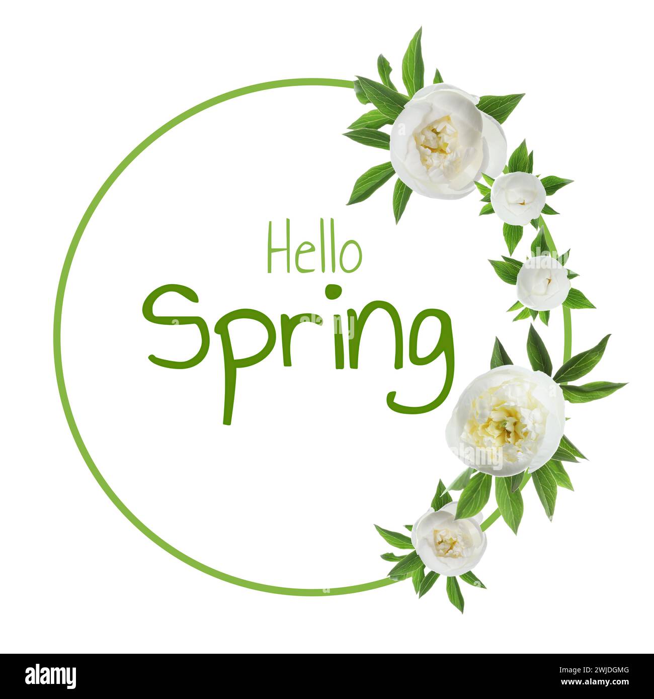 Hello Spring card. White peonies and green leaves on white background ...