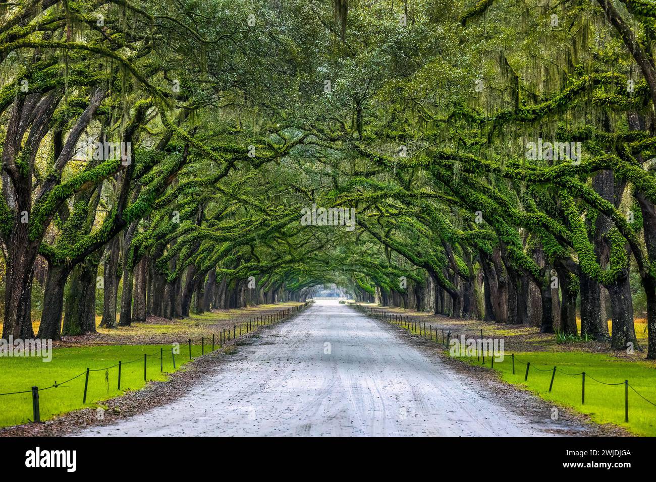 Moss road hi-res stock photography and images - Alamy