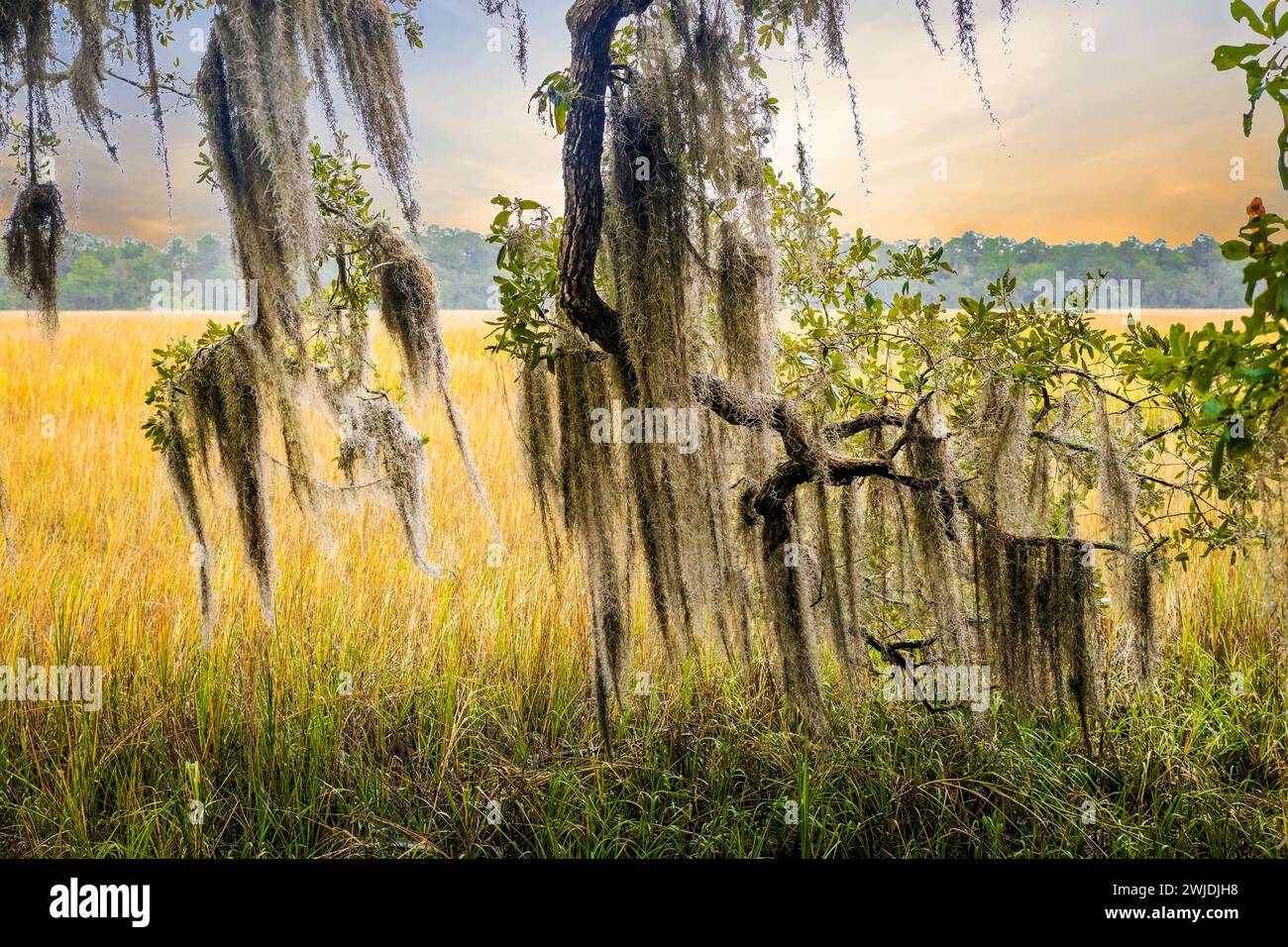 Hanging spanish moss hi-res stock photography and images - Alamy