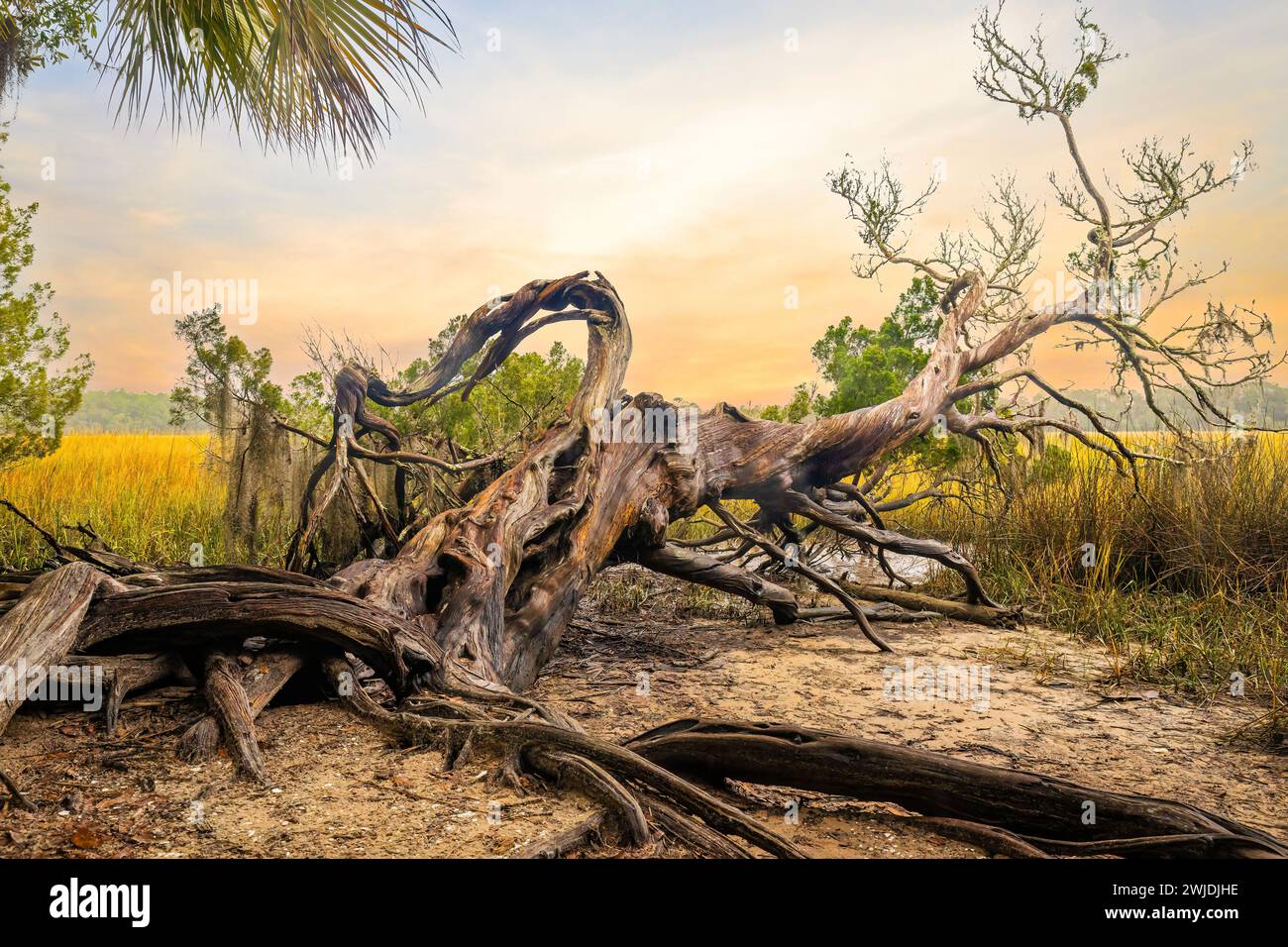Ceder wood hi-res stock photography and images - Alamy