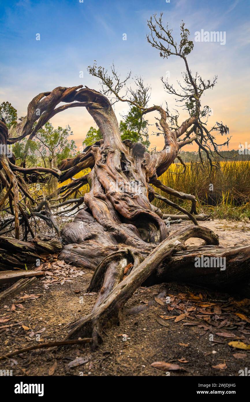 Scenic old cedar tree at sunset close up beautiful texture Stock Photo ...
