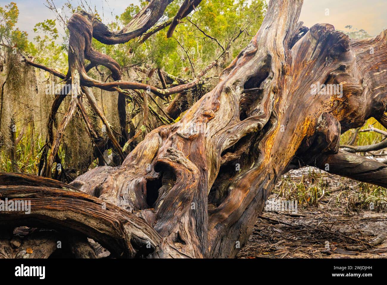 Scenic old cedar tree at sunset close up beautiful texture Stock Photo ...