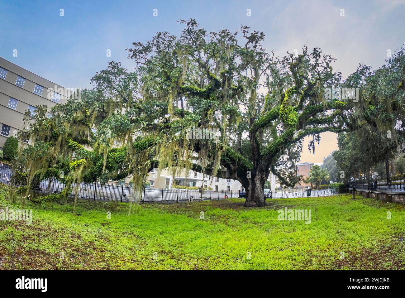 Old Candler Oak local attraction tree in Savannah Georgia city center ...