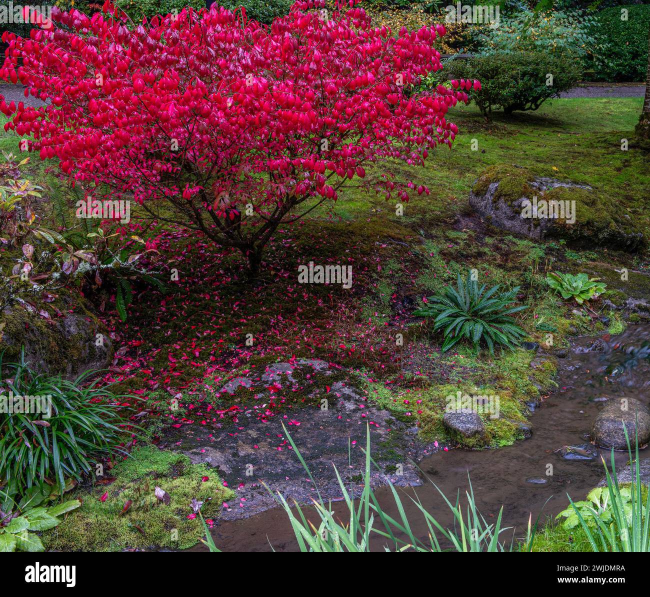 Dying shrubs hi-res stock photography and images - Alamy Dying shrubs hi-res stock photography and images - Alamy