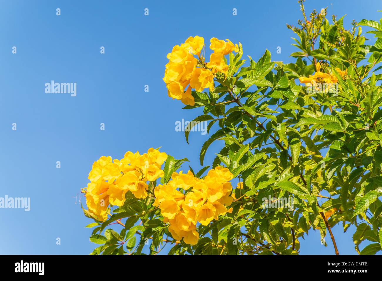 Tecoma stans yellow flowers close-up, yellow trumpetbush, yellow bells ...