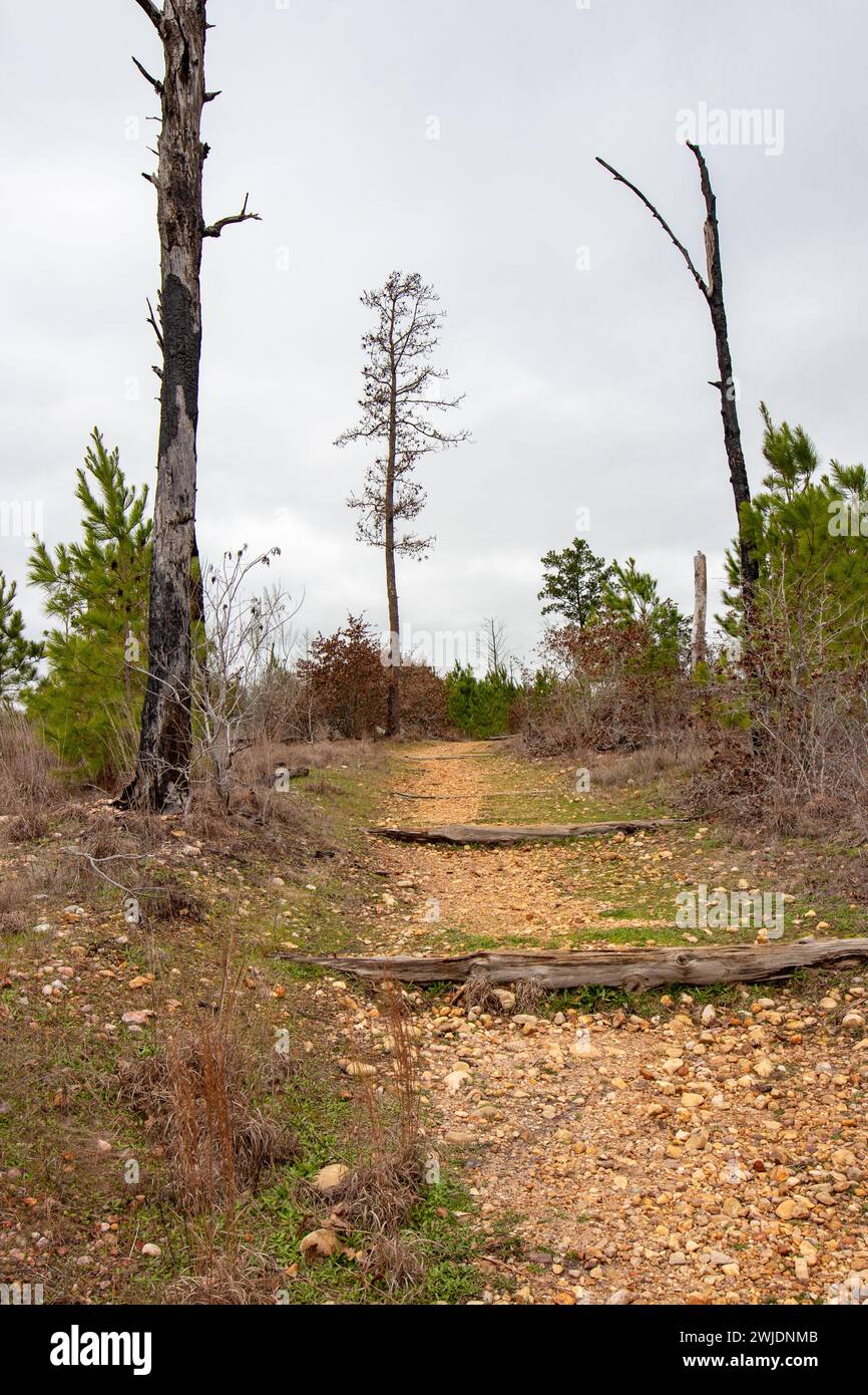 Wildfire aftermath hi-res stock photography and images - Alamy