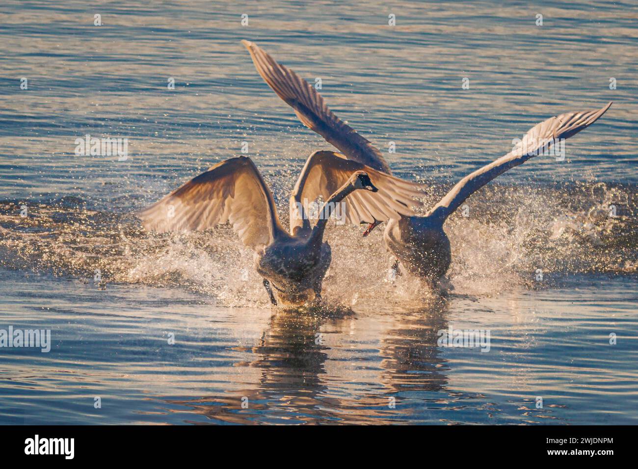A pair of trumpeter swans fighting on the water in bright morning light ...