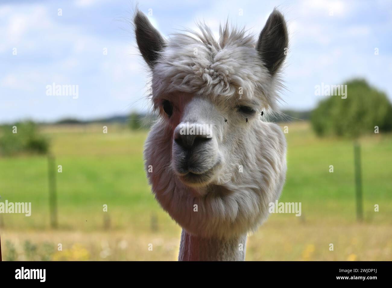 White alpaca standing in the foreground, facing the camera with wide ...