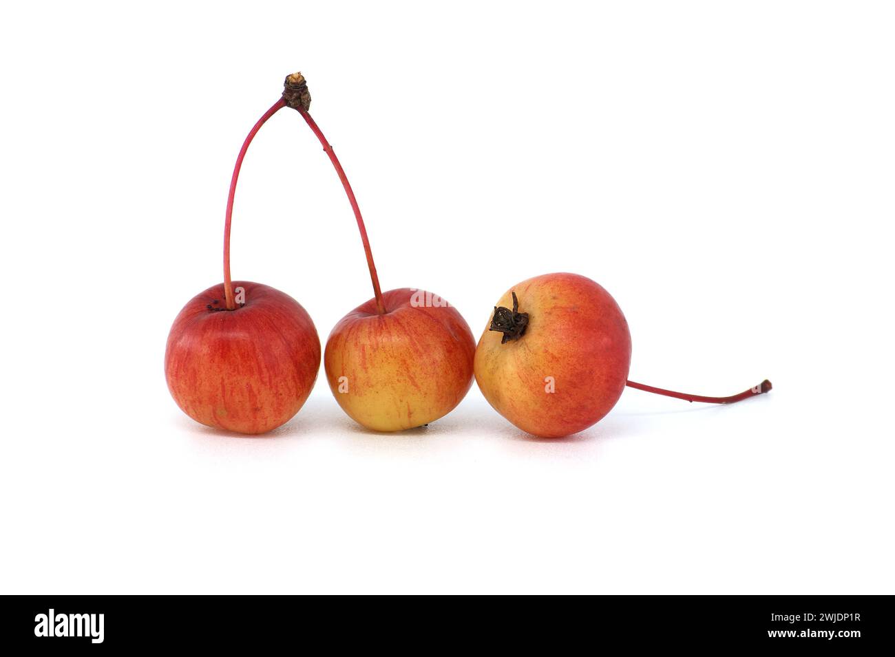 Crab apple or European wild apple isolated on white background. Wild ...