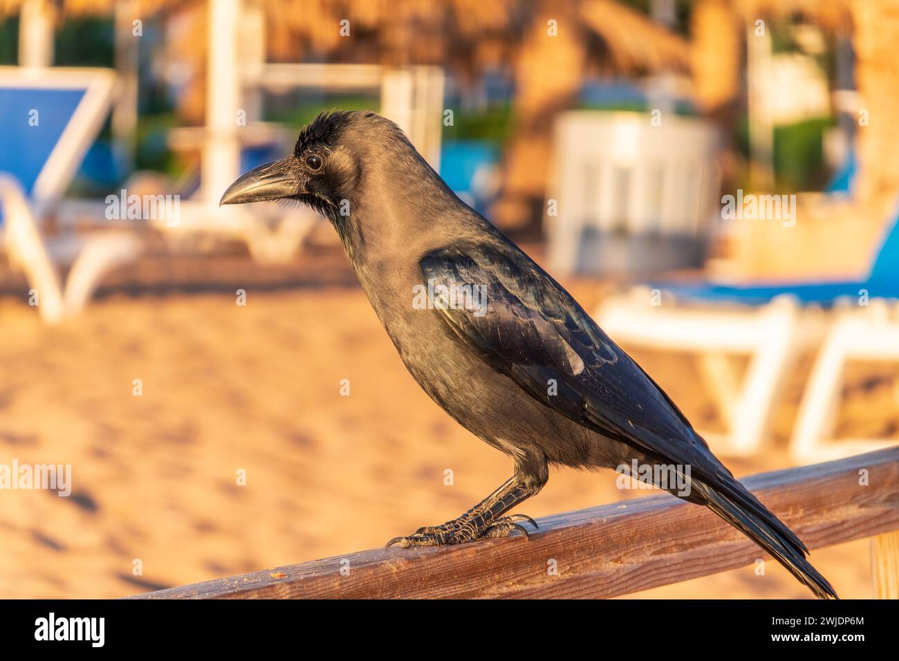 Brown necked raven hi-res stock photography and images - Alamy