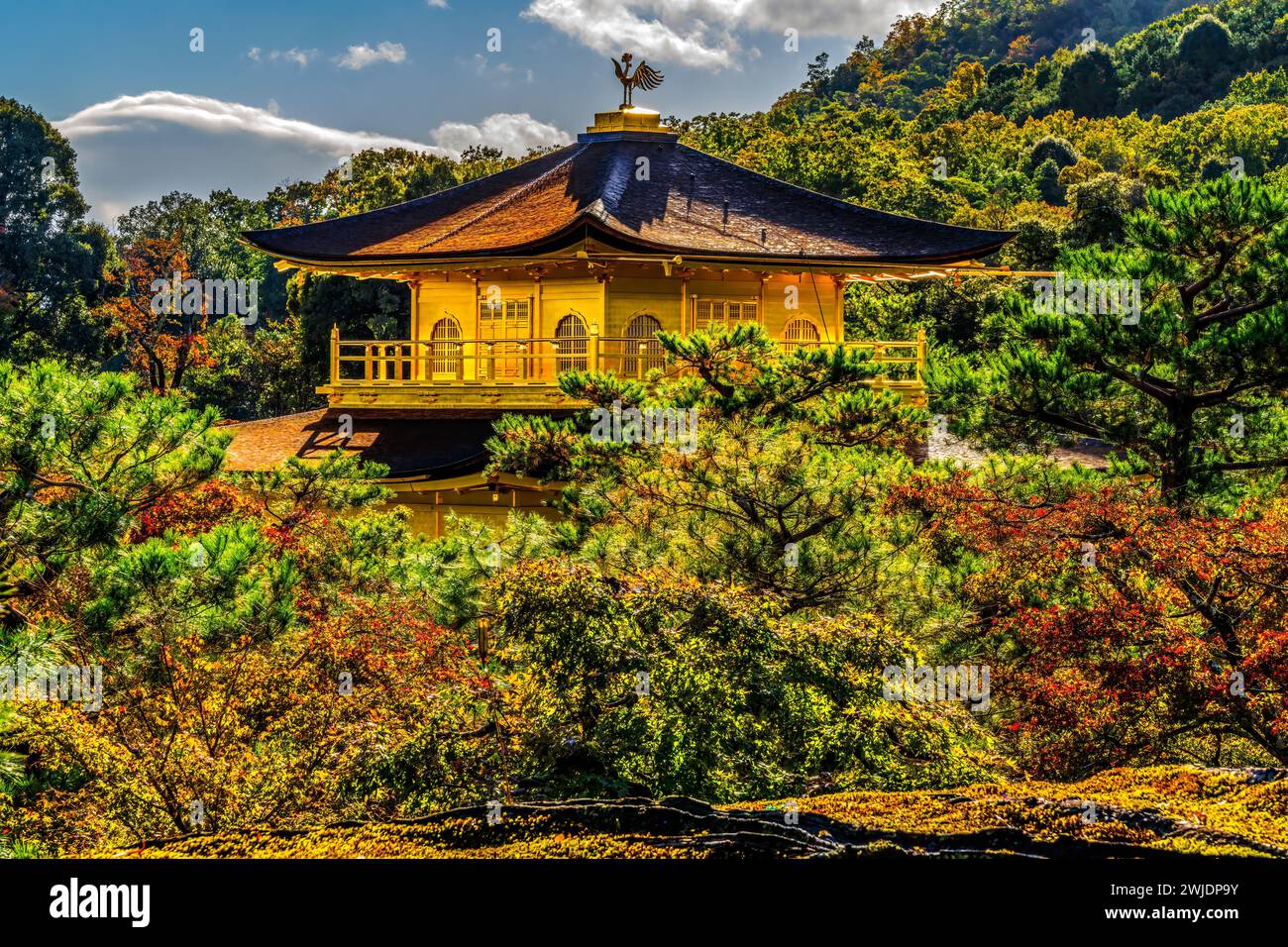 Coloful Fall Leaves Kinkaku-Ji Rokuon-Ji Golden Pavilion Zen Buddhist ...